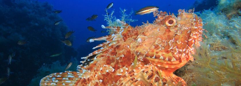 Menú pescado de Roca | Restaurant Aigua Blava